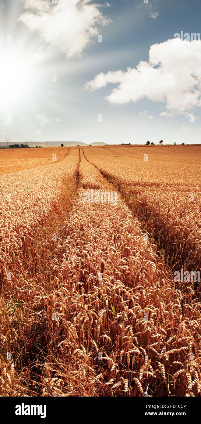 field, track tractors, corn field, fields, track tractor, corn fields ...