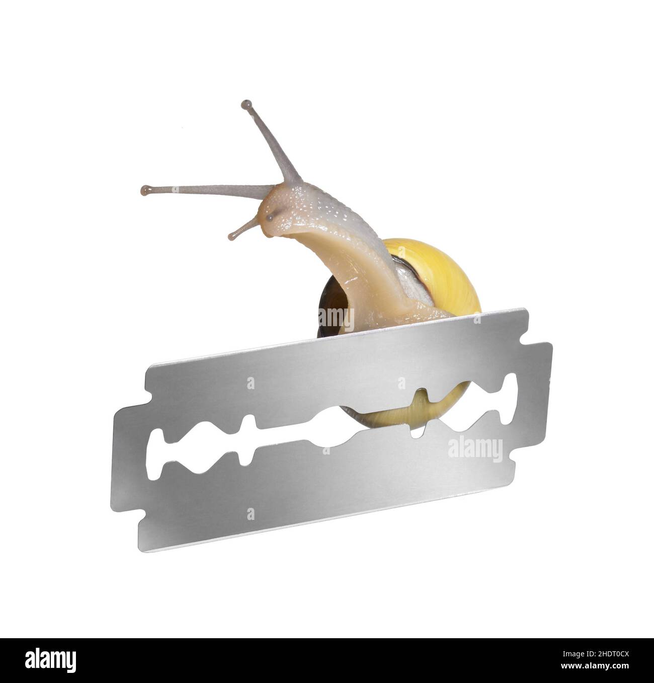 danger & risk, razor blade, grove snail, danger & risks, danger and ...