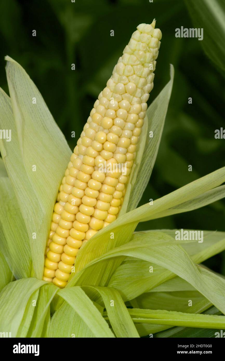 maize cob, crop, corn on the cobs, crops Stock Photo - Alamy