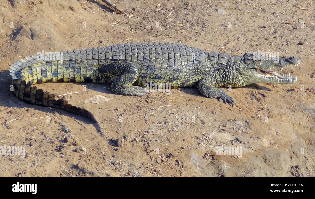 crocodile, alligator, alligators, crocodiles Stock Photo - Alamy