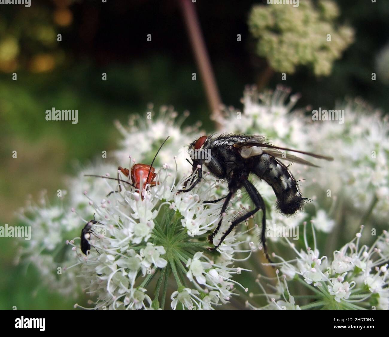 Flesh flies hi-res stock photography and images - Alamy