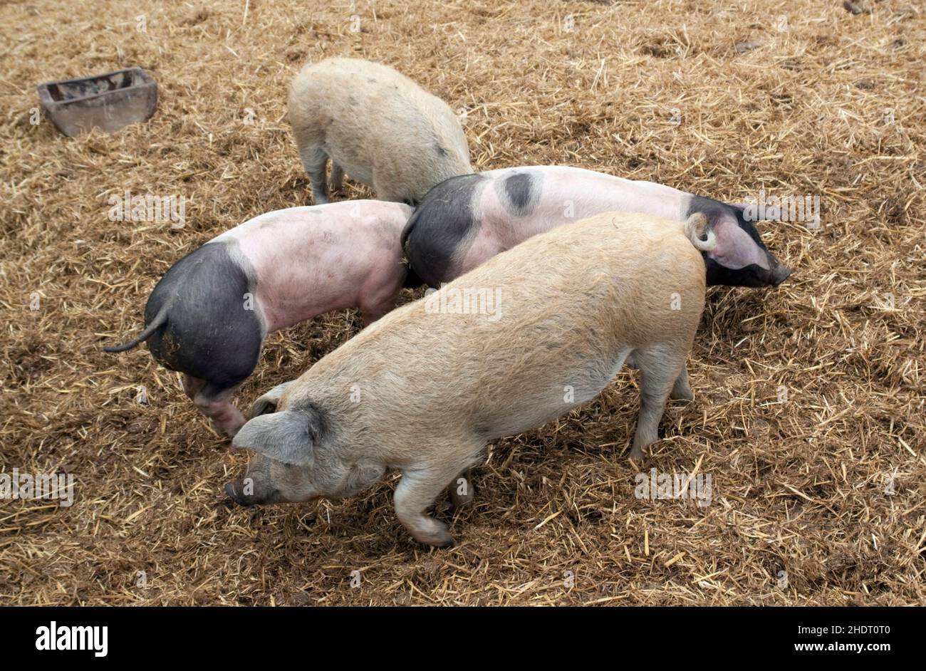 4 pigs hi-res stock photography and images - Alamy