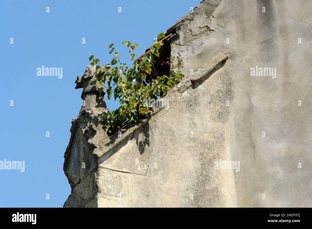 house, abandoned, tree, overgrown, houses, abandoneds, trees ...