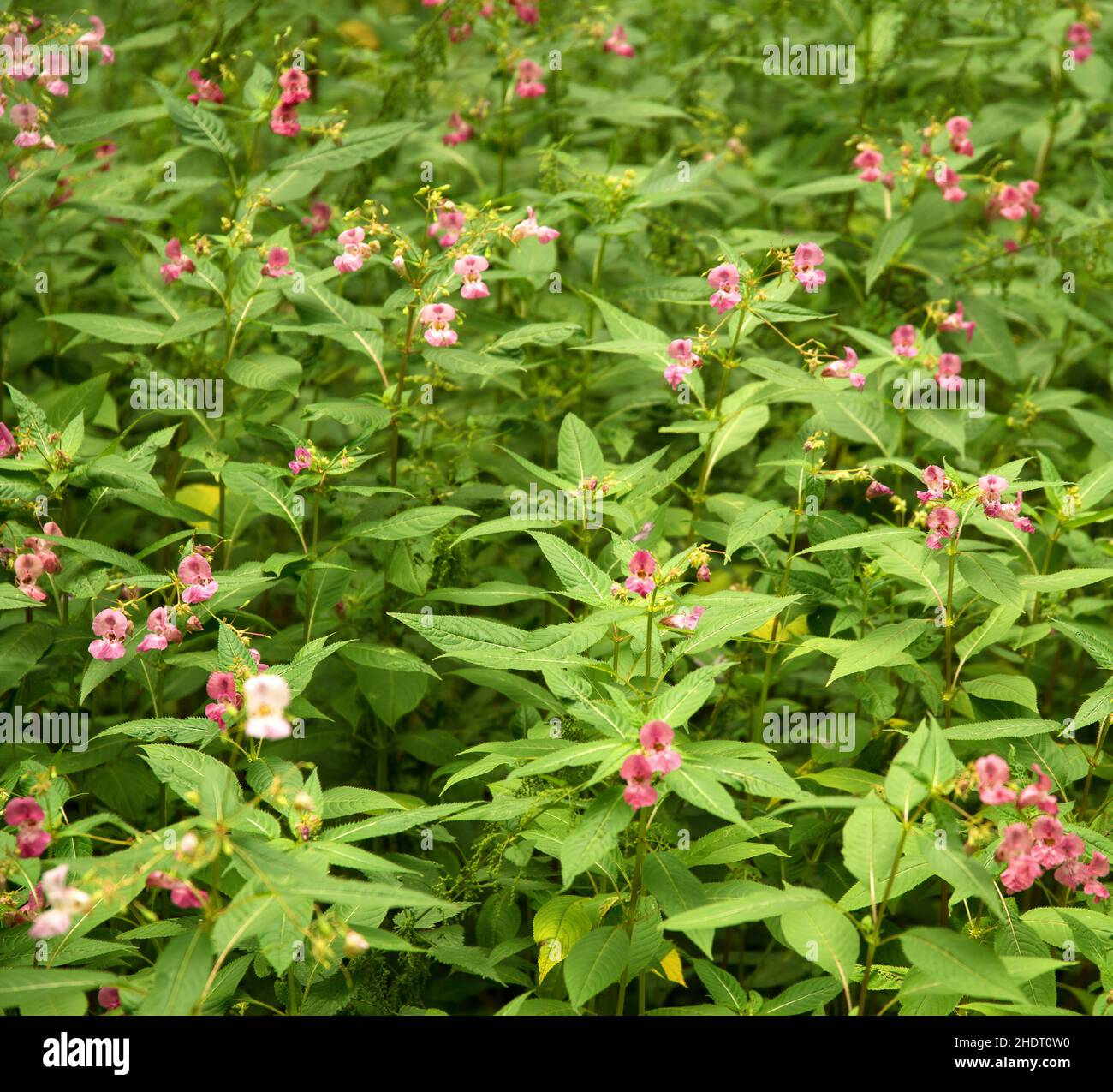 himalayan balsam, himalayan balsams Stock Photo - Alamy