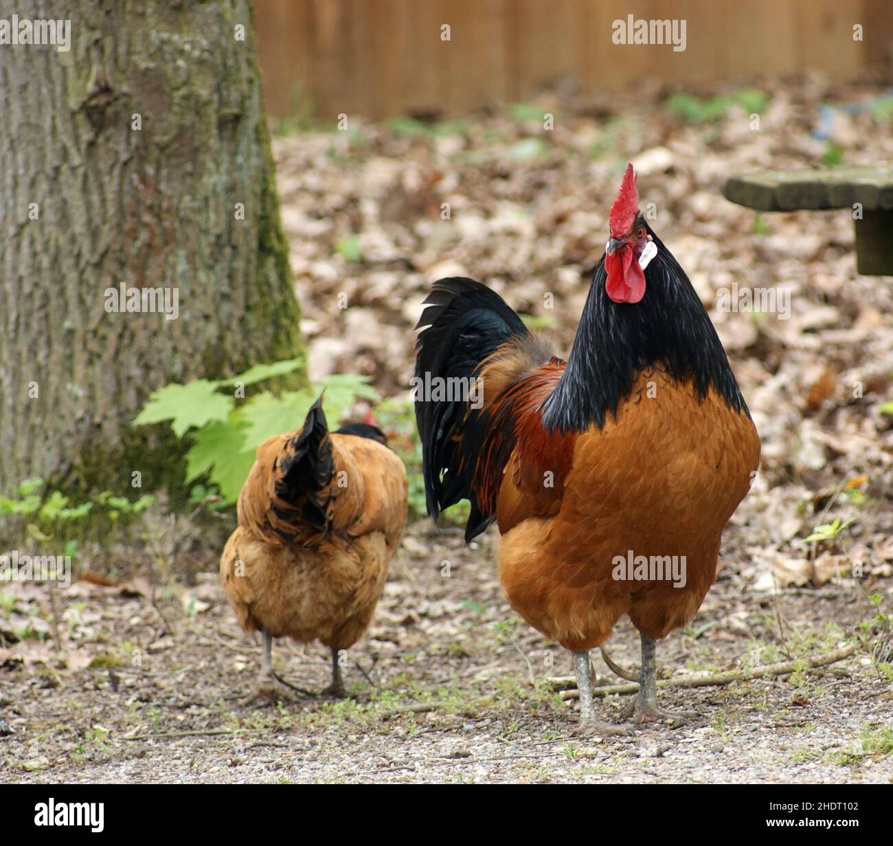 Two roosters birds hi-res stock photography and images - Alamy