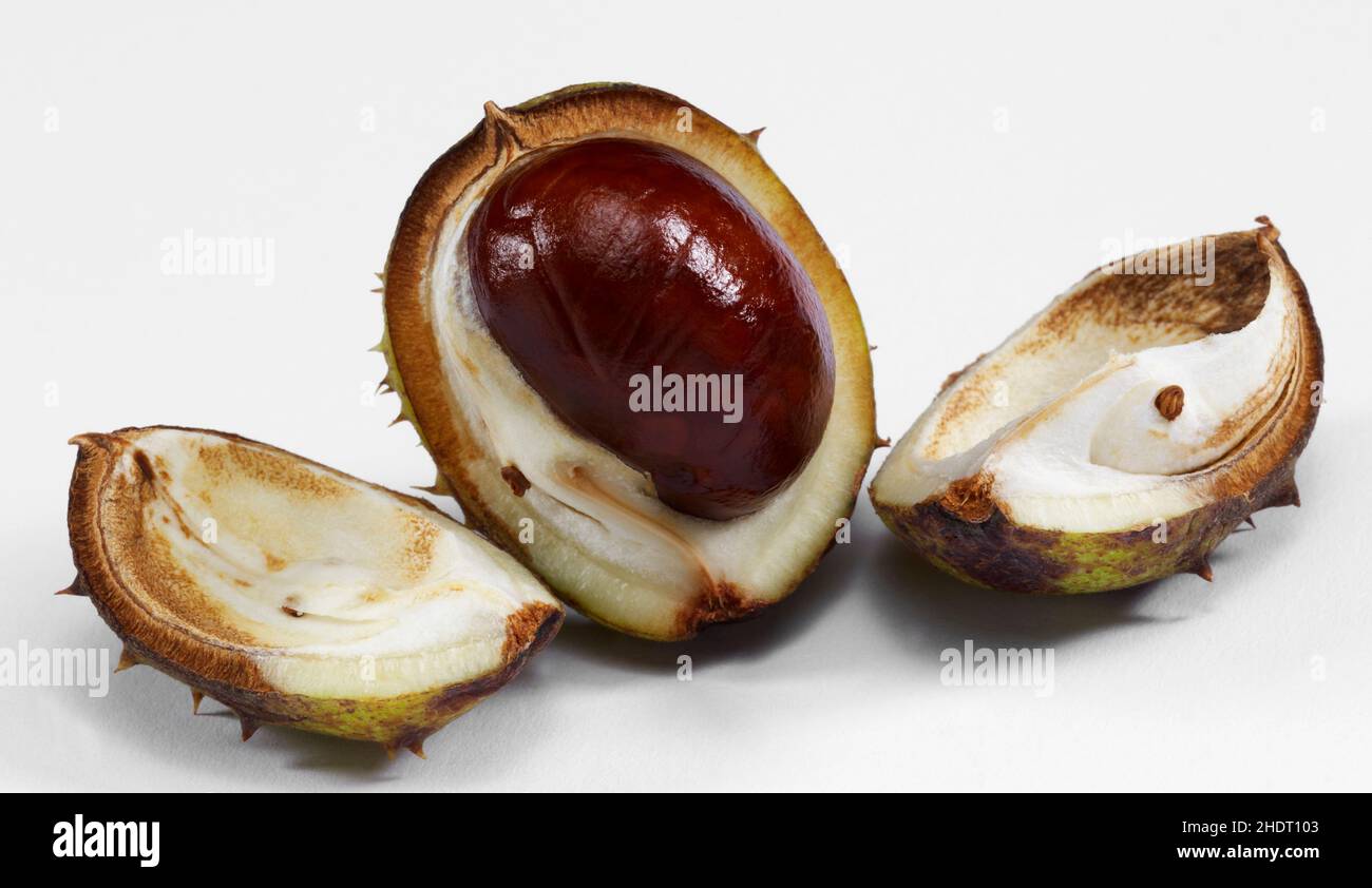 chestnut tree, tree fruit, chestnut trees, tree fruits Stock Photo - Alamy