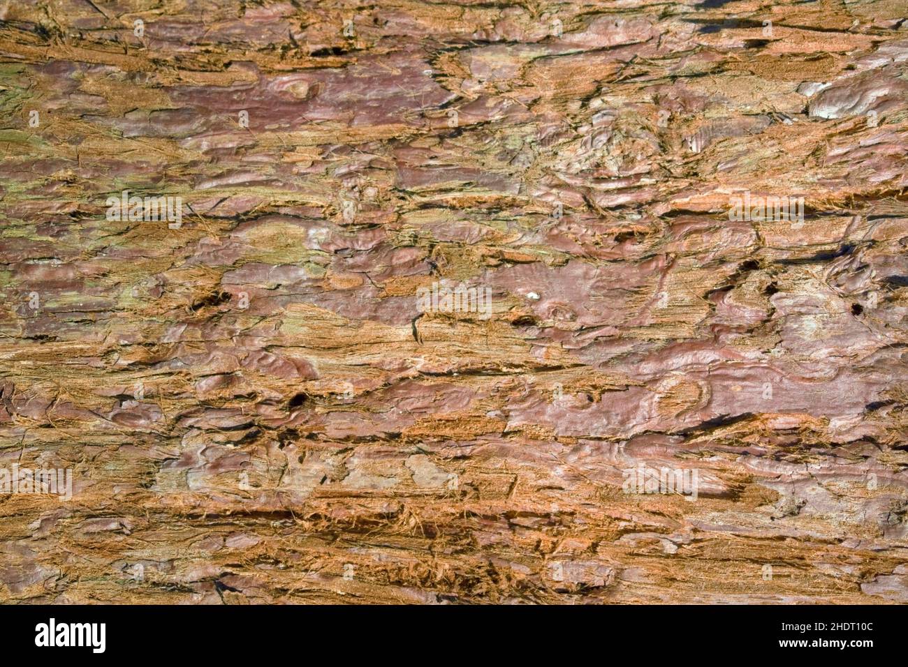 Bark outside hi-res stock photography and images - Alamy
