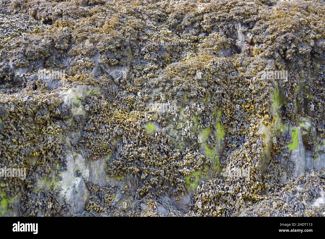 Algae plants hi-res stock photography and images - Alamy
