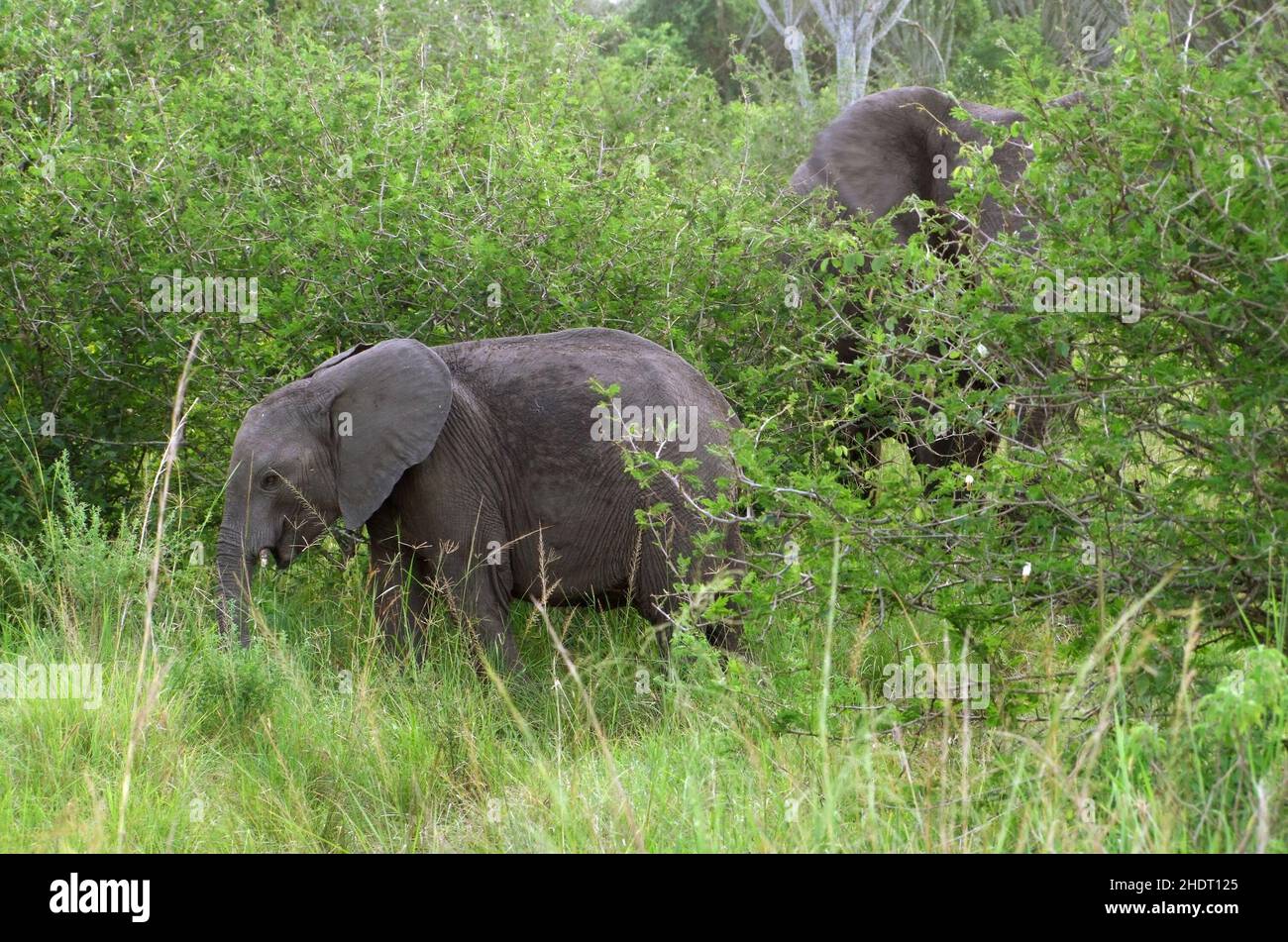 elephant, african bush elephant, elephants, african bush elephants ...