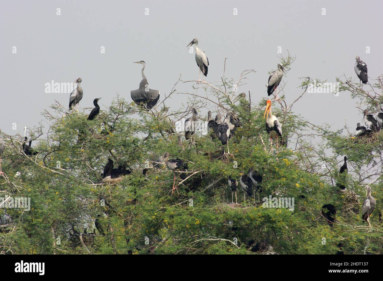 Indian stork bird hi-res stock photography and images - Alamy