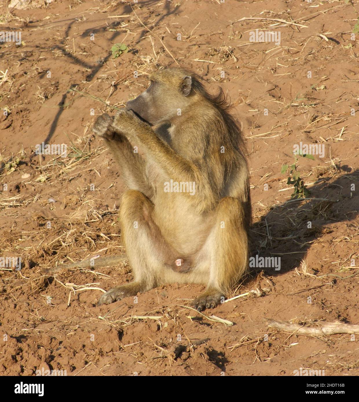 Baboon look hi-res stock photography and images - Alamy