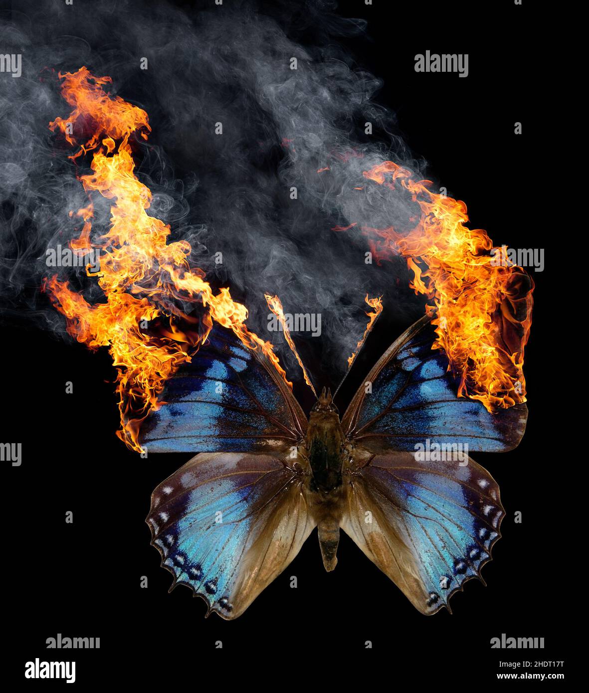 Species of butterflies hi-res stock photography and images - Alamy