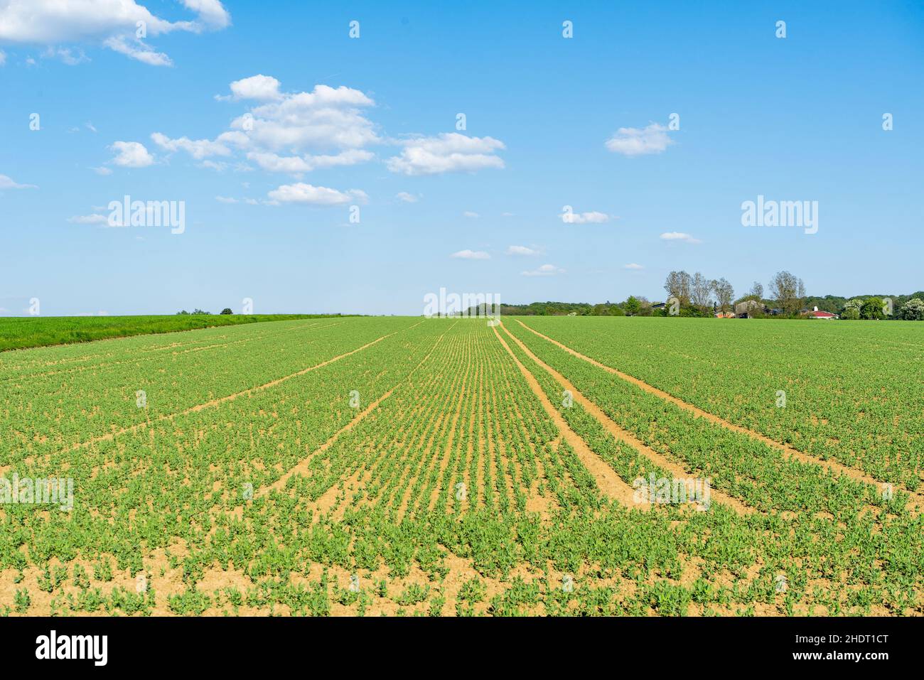 spring, planting, arable land, arable lands Stock Photo - Alamy