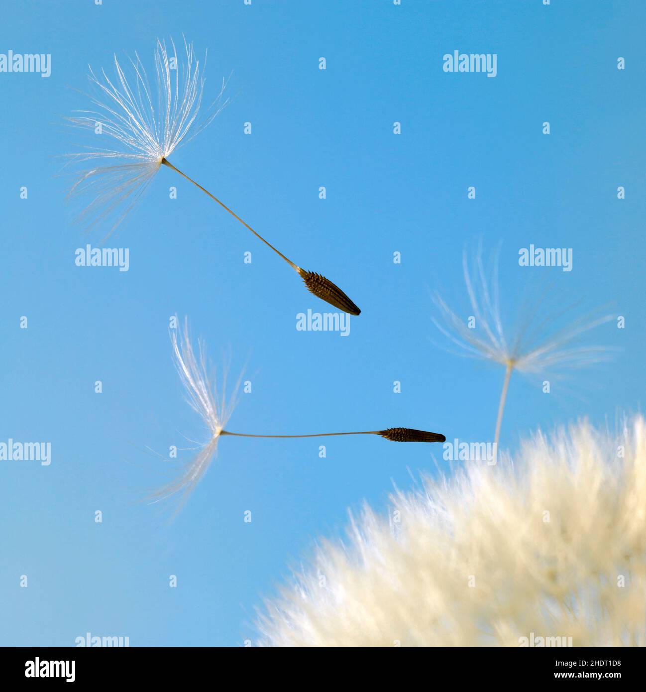 Filigrees High Resolution Stock Photography and Images - Alamy