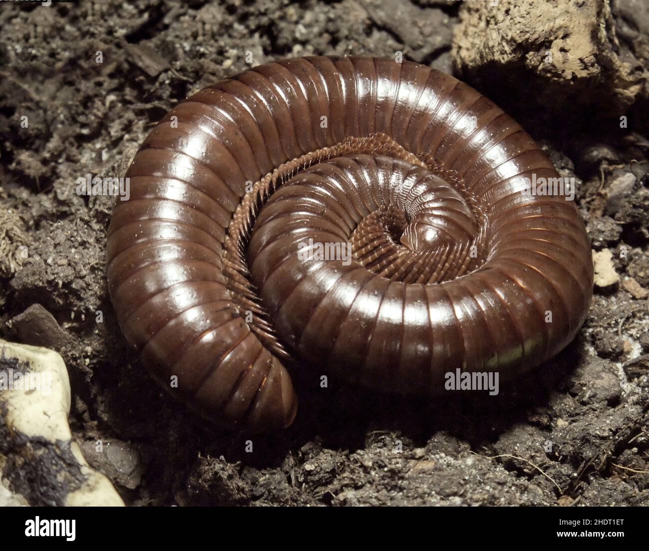 Millipede millipedes hi-res stock photography and images - Alamy