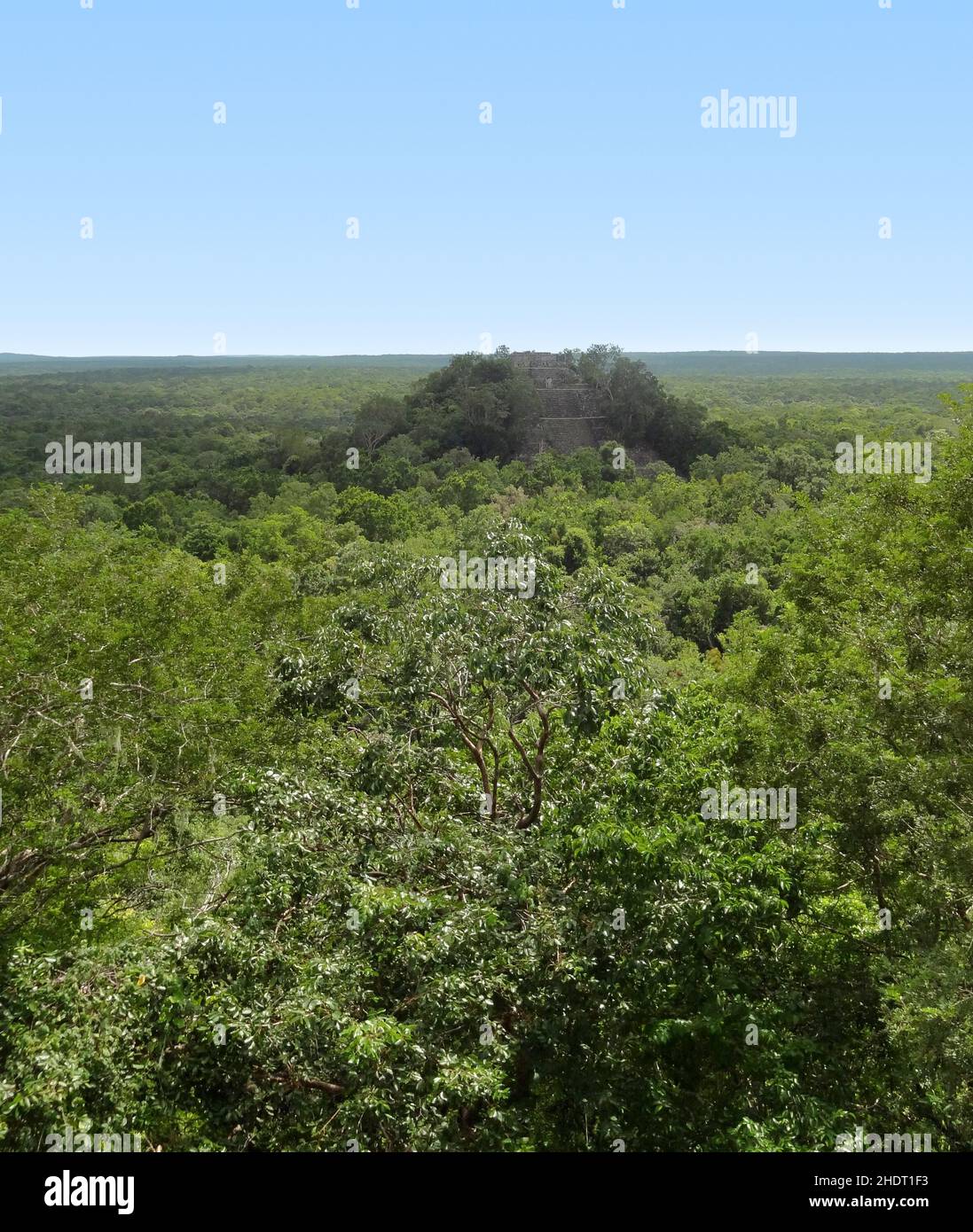 jungle, pyramid shape, mexico, calakmul, rainforest, pyramid shapes ...
