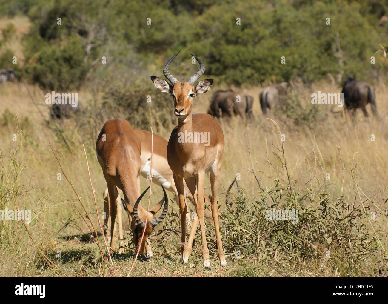 Antelope males hi-res stock photography and images - Alamy