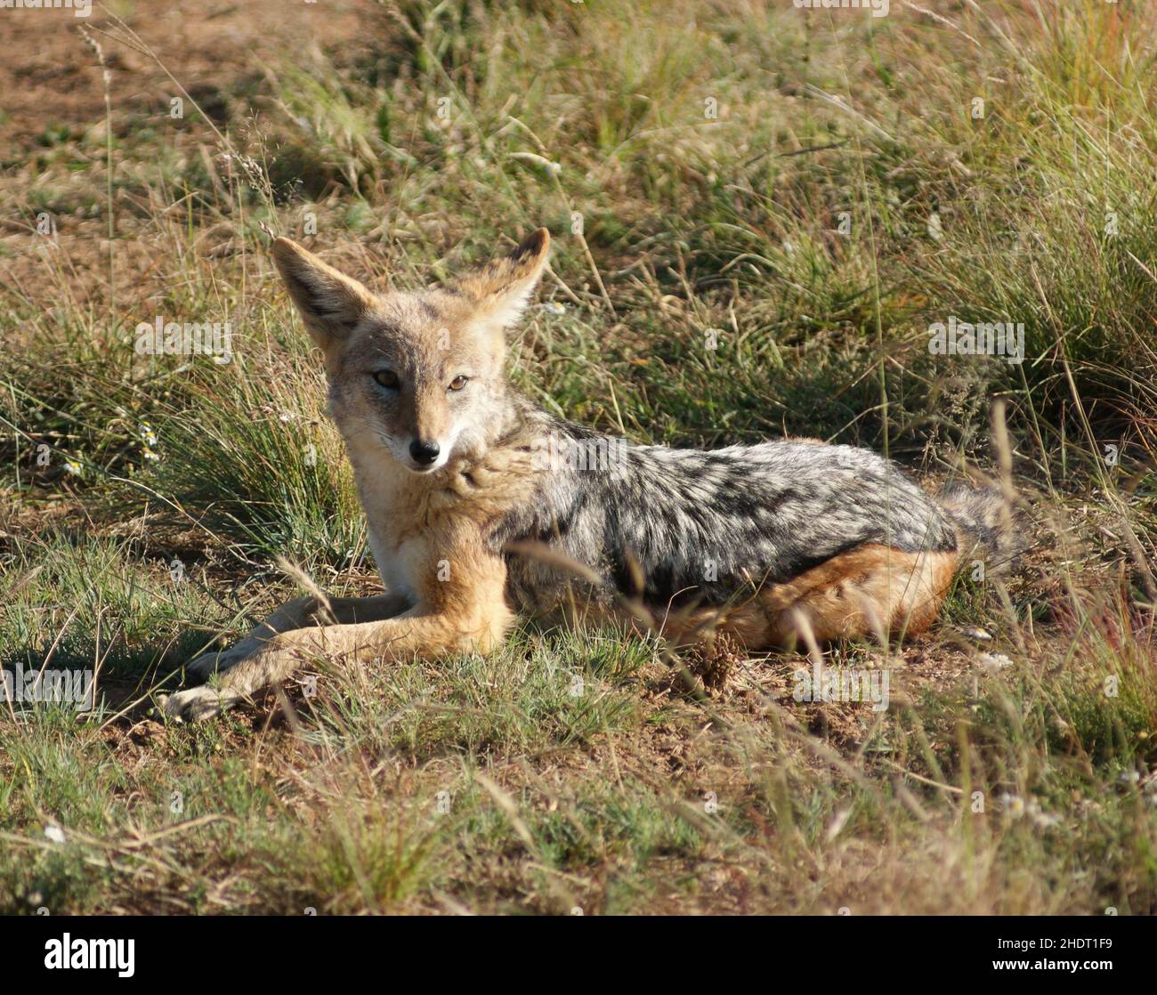 black-backed jackal, jackal, black-backed jackals Stock Photo - Alamy