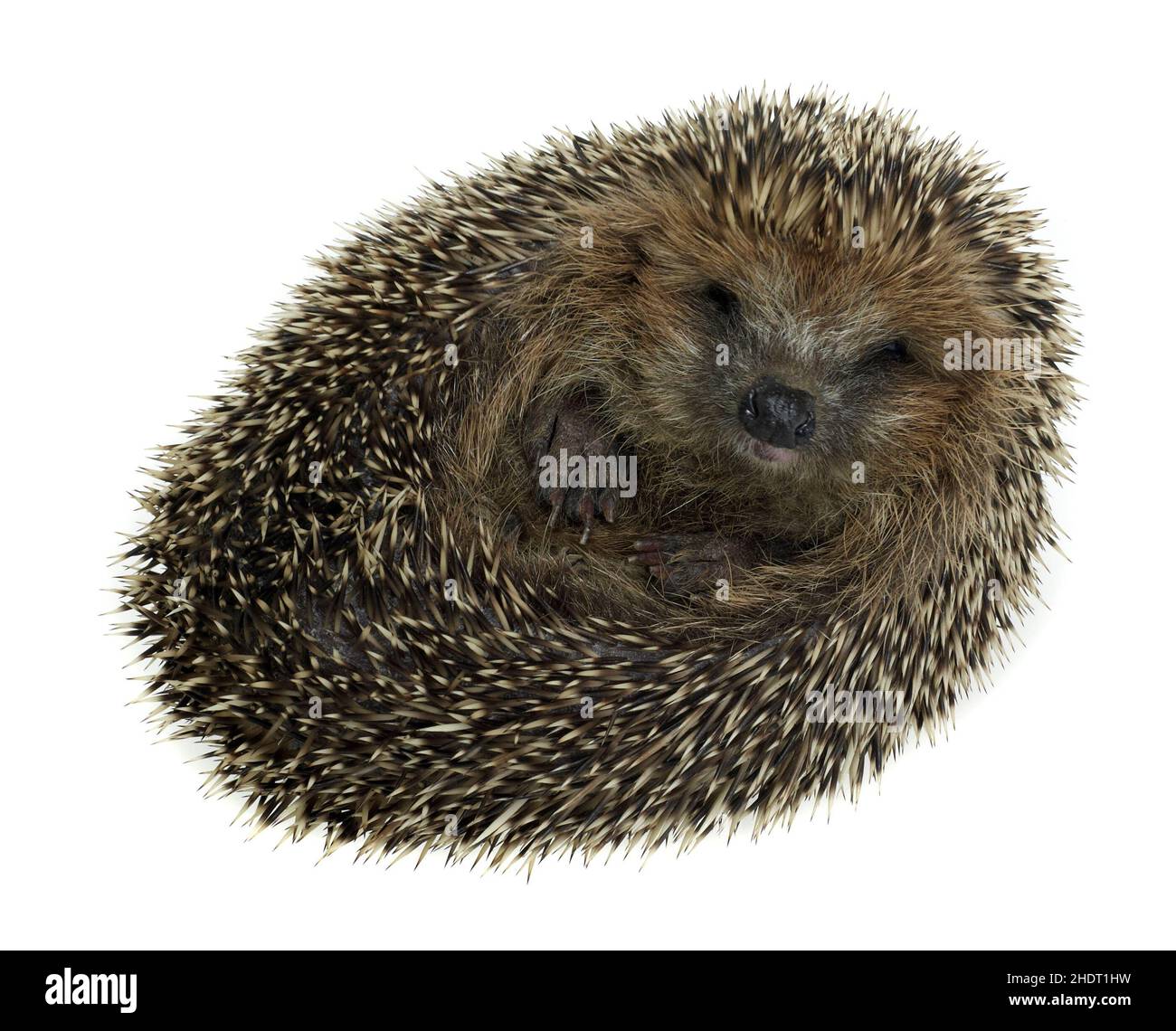 Rolled hedgehog Cut Out Stock Images & Pictures - Alamy
