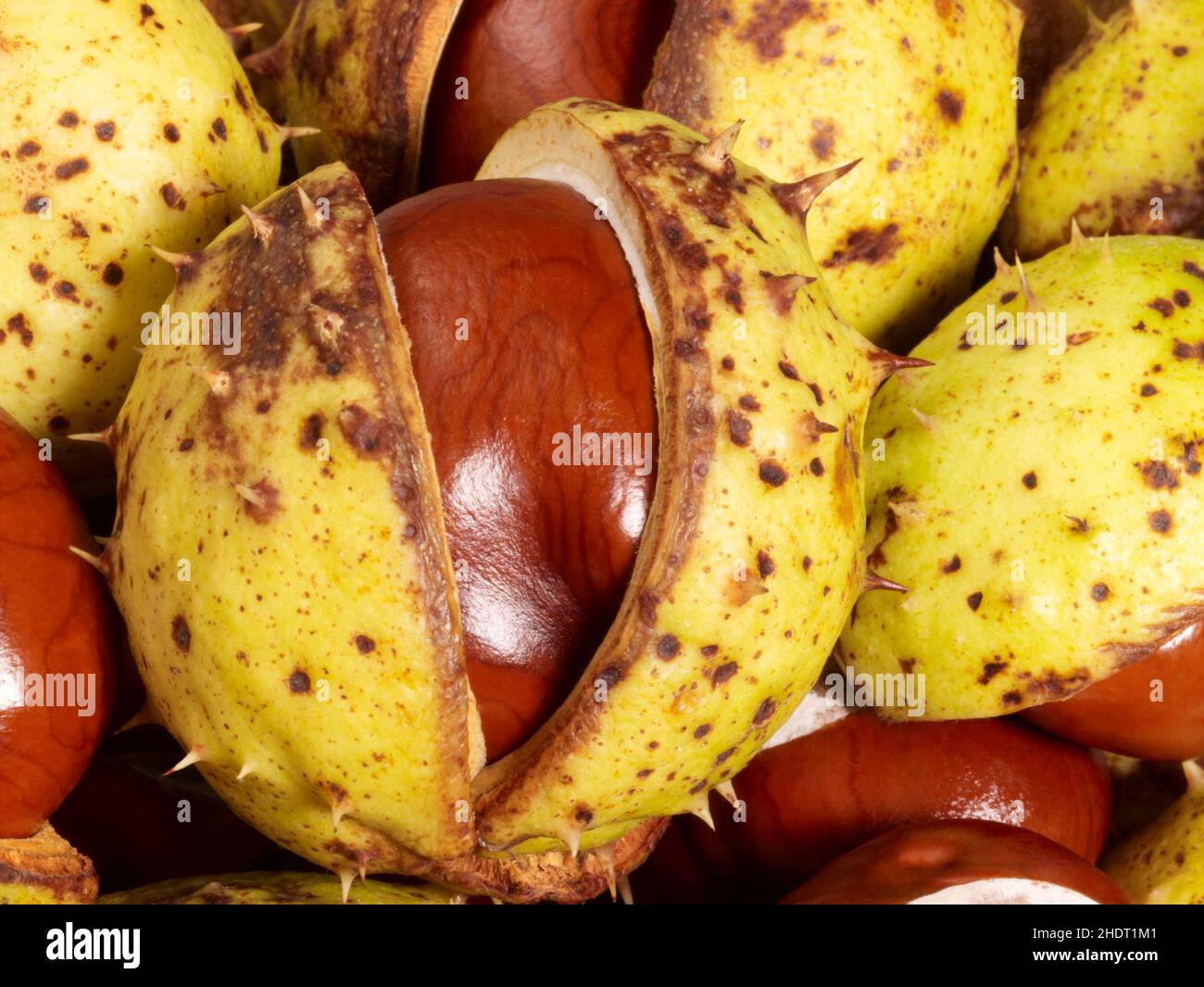chestnut tree, chestnut trees Stock Photo - Alamy