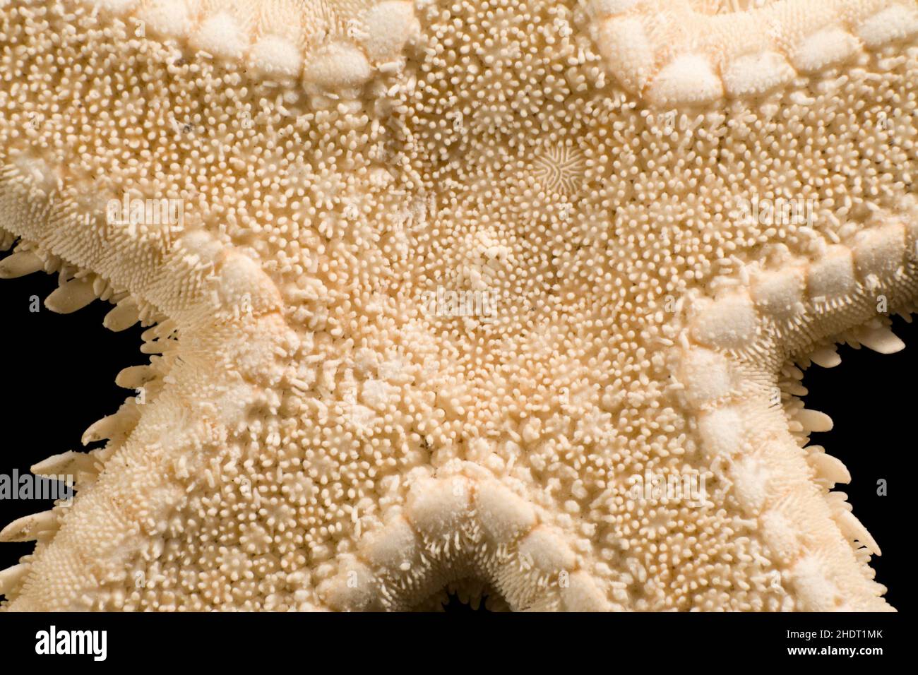 starfish, structure, starfishs, structures Stock Photo - Alamy