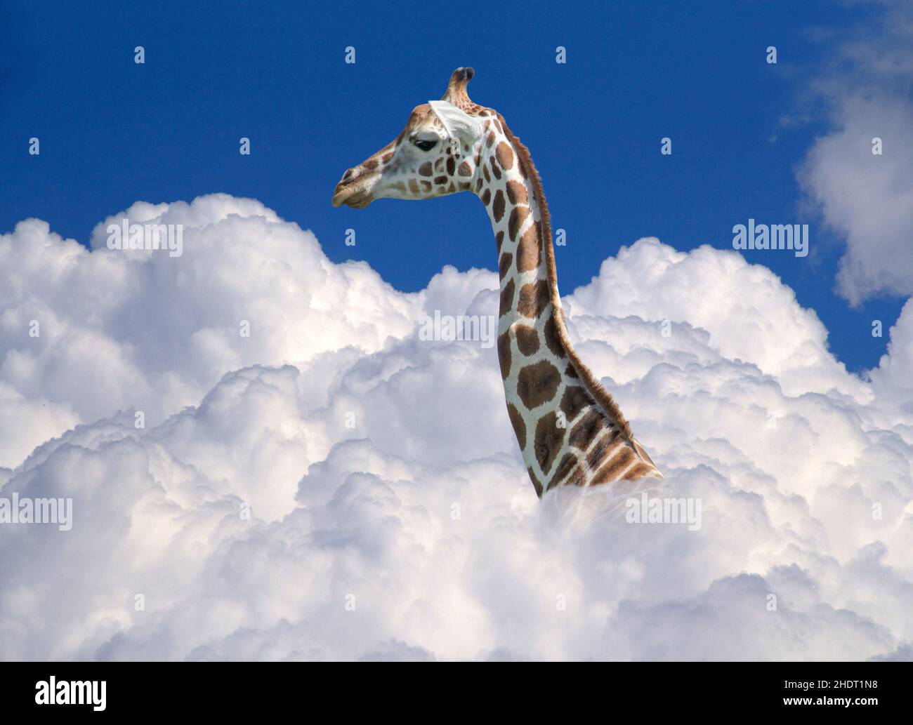 Dreams surreal hi-res stock photography and images - Alamy