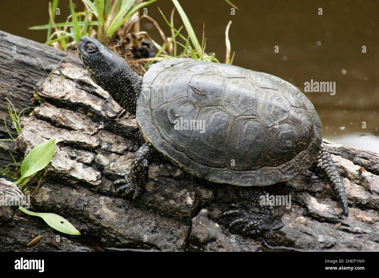 pond turtle, european pond turtle, pond turtles, european pond turtles ...