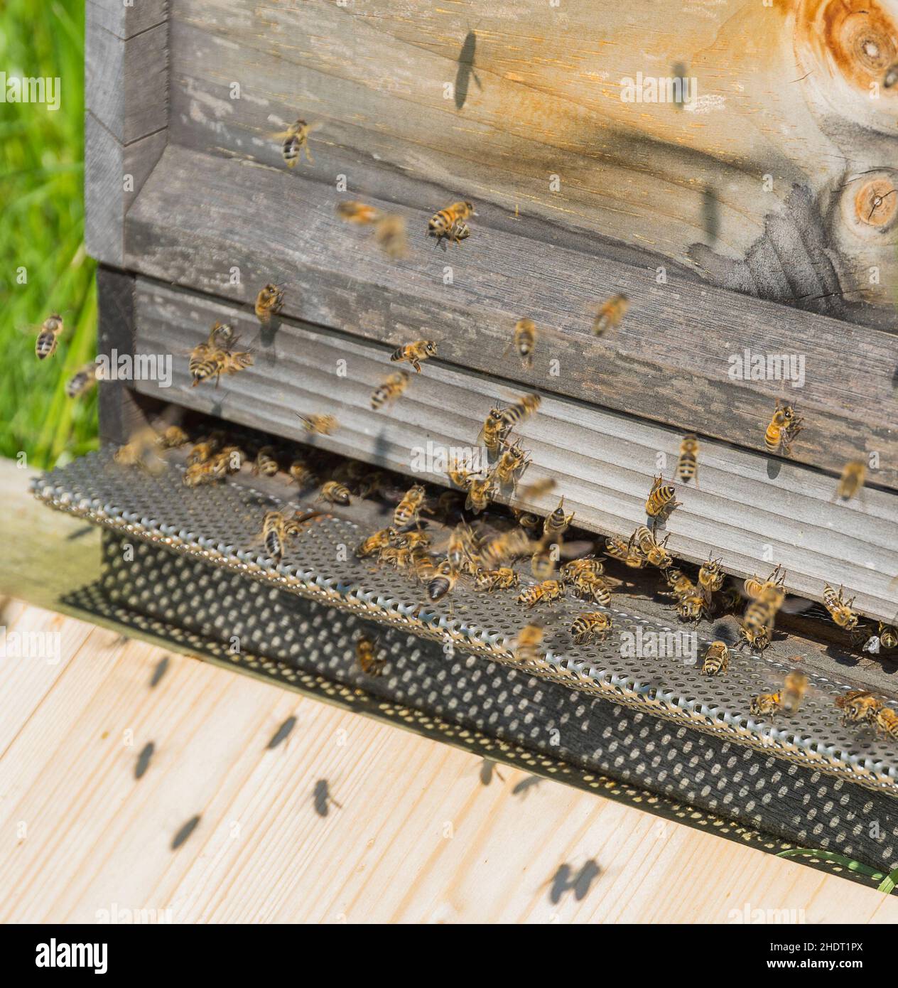 beehive, beekeeping, beehives, apiculture Stock Photo - Alamy