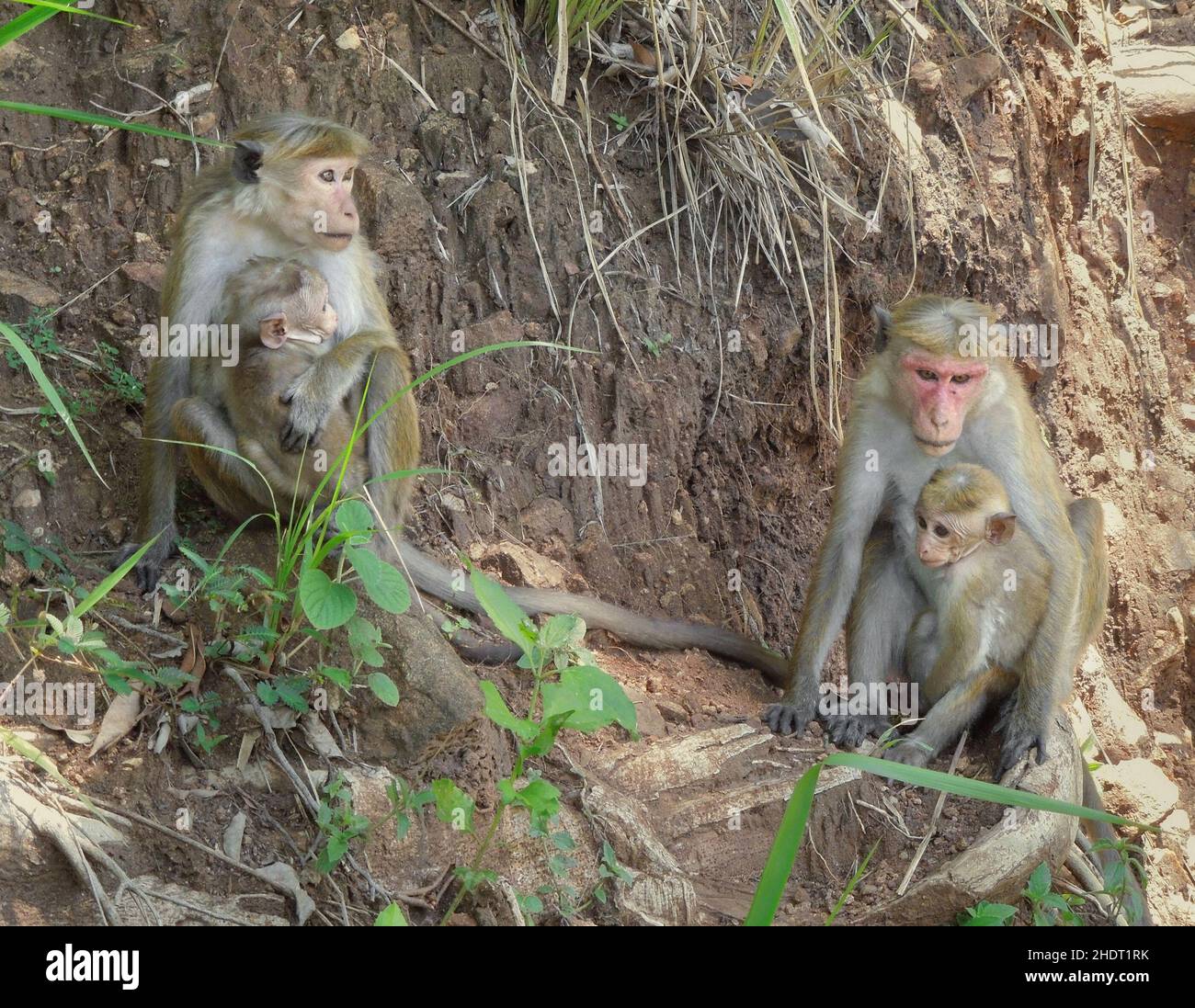 Monkey families sri lanka hi-res stock photography and images - Alamy
