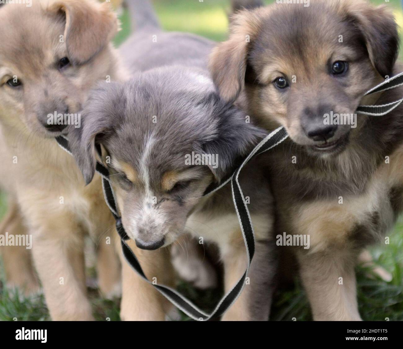dogs, puppy, dog, puppies Stock Photo - Alamy