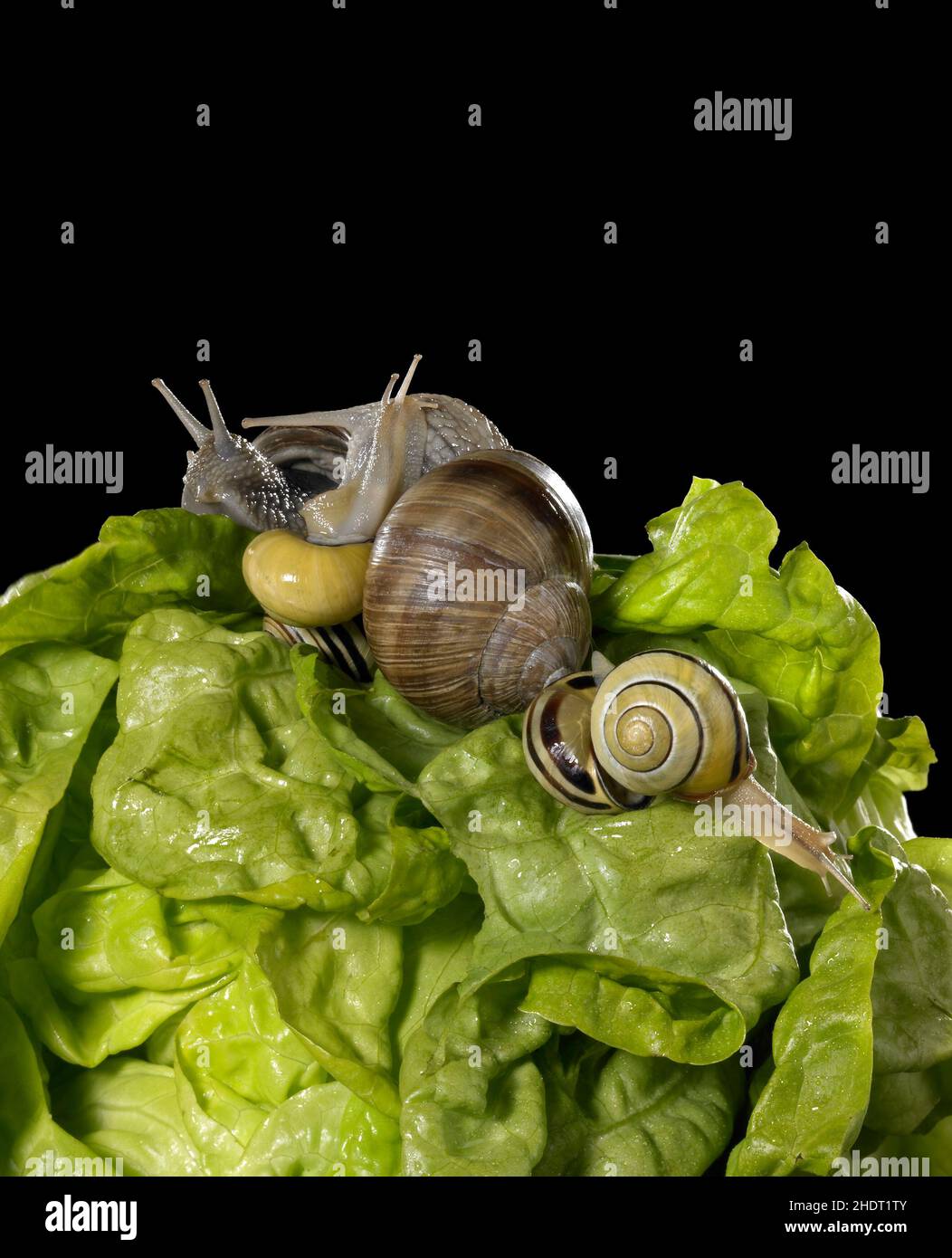 Snails on lettuce hi-res stock photography and images - Alamy