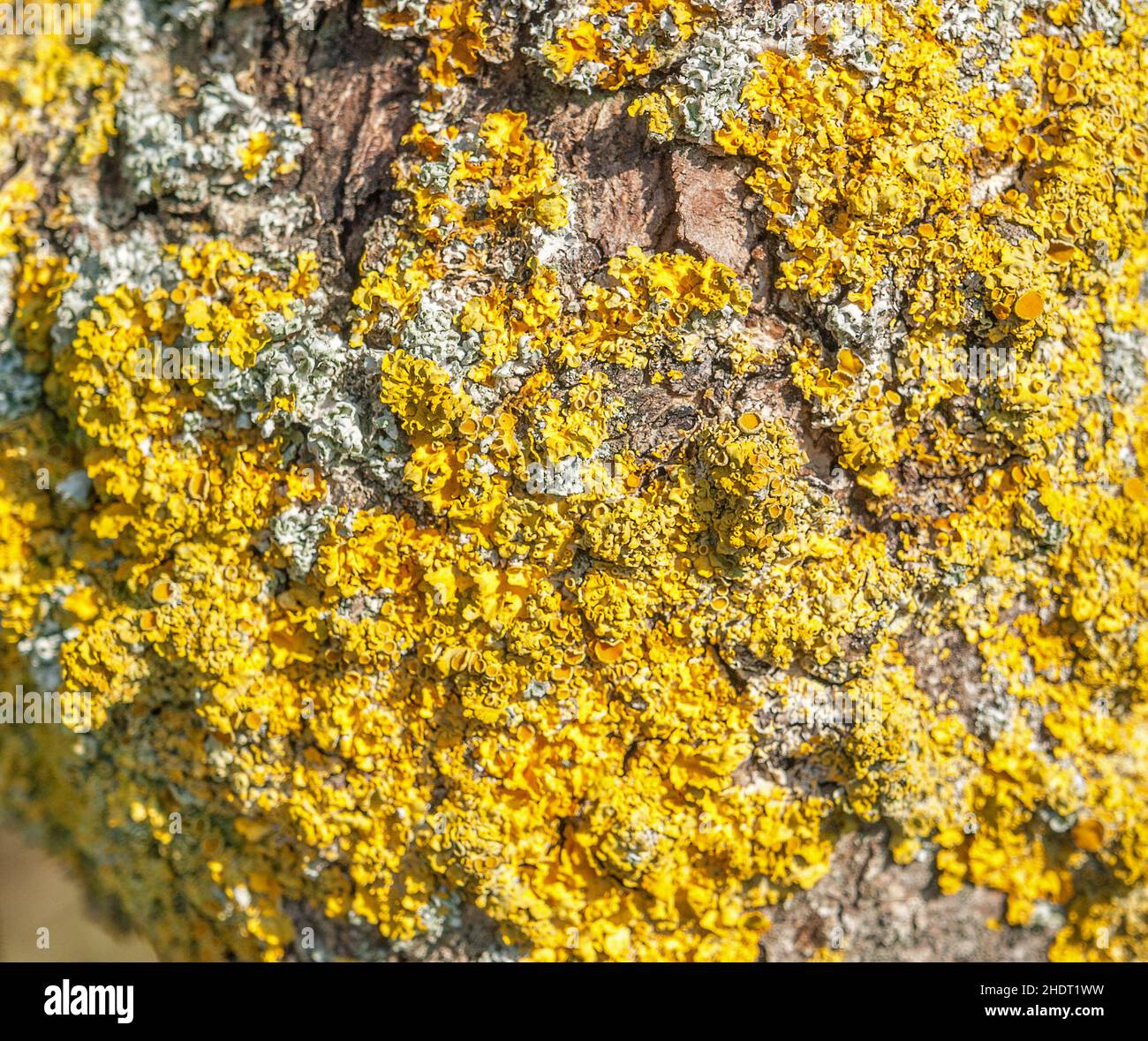 Lichen structures hi-res stock photography and images - Alamy