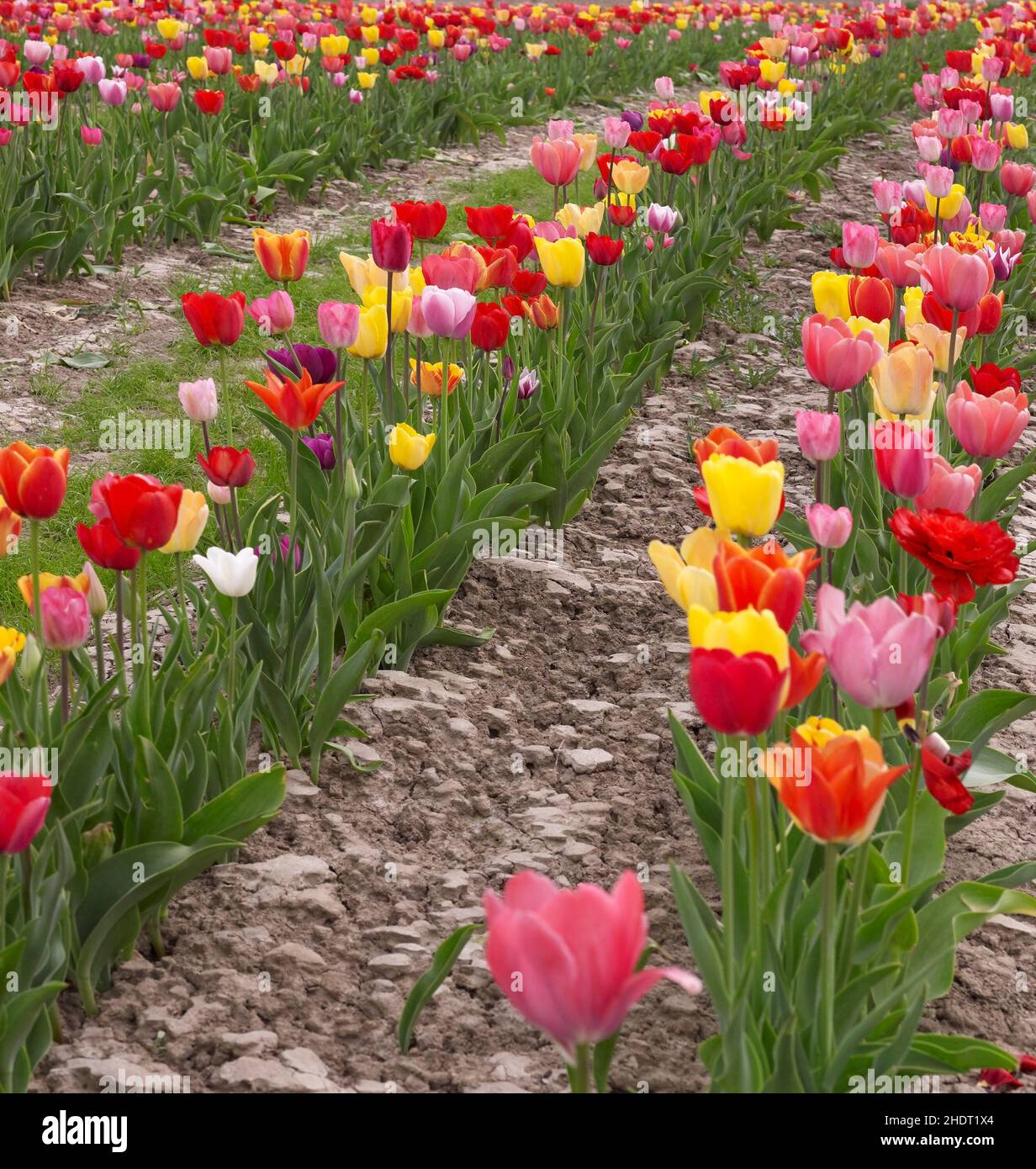 tullips, flower cultivation, tulip, flower cultivations Stock Photo - Alamy