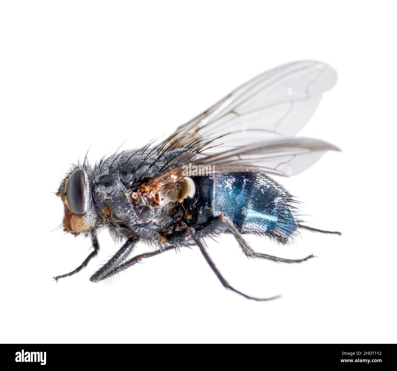 fly, blowfly, flies, blowflies Stock Photo - Alamy