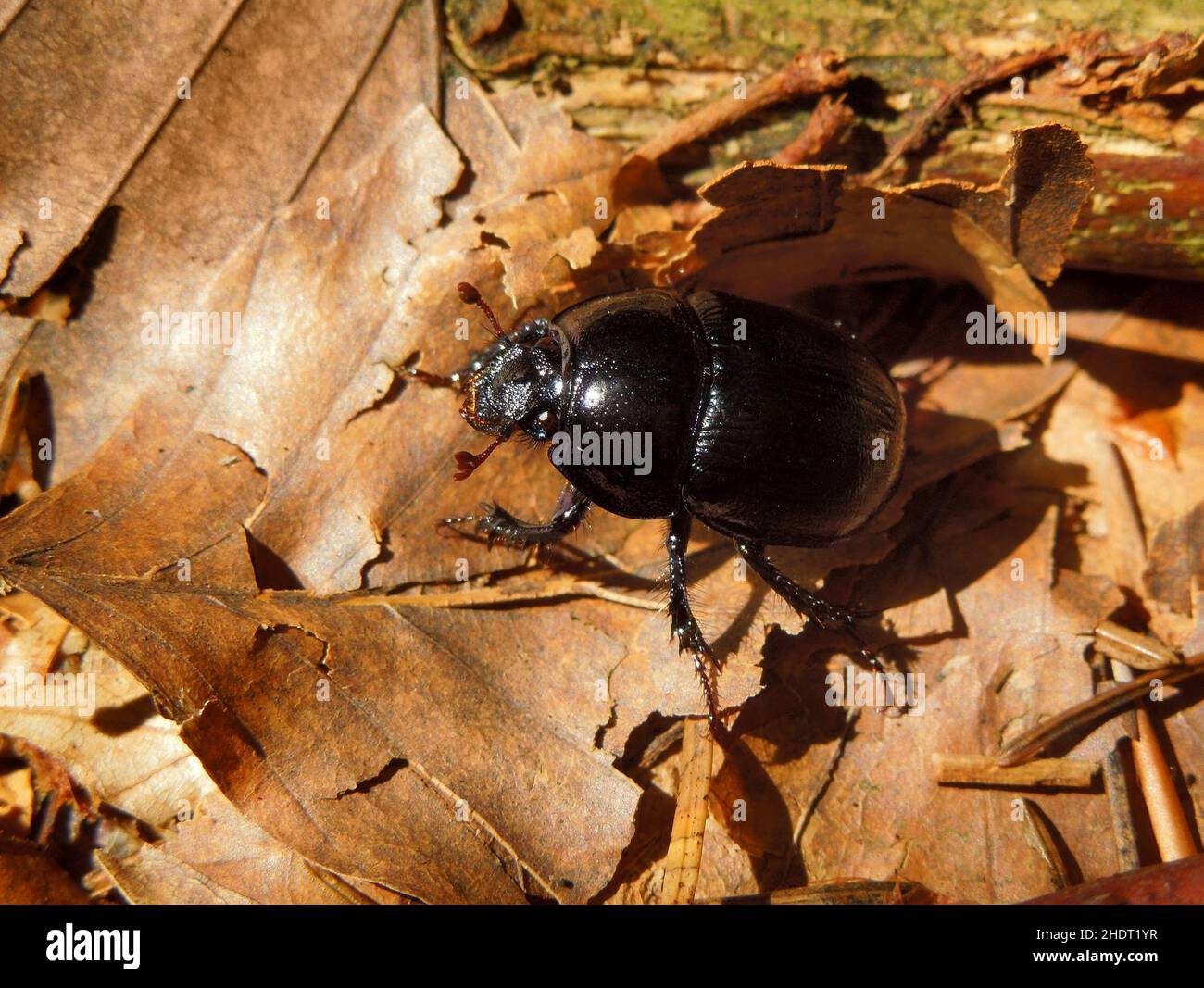 Dung beetles beetle hi-res stock photography and images - Alamy