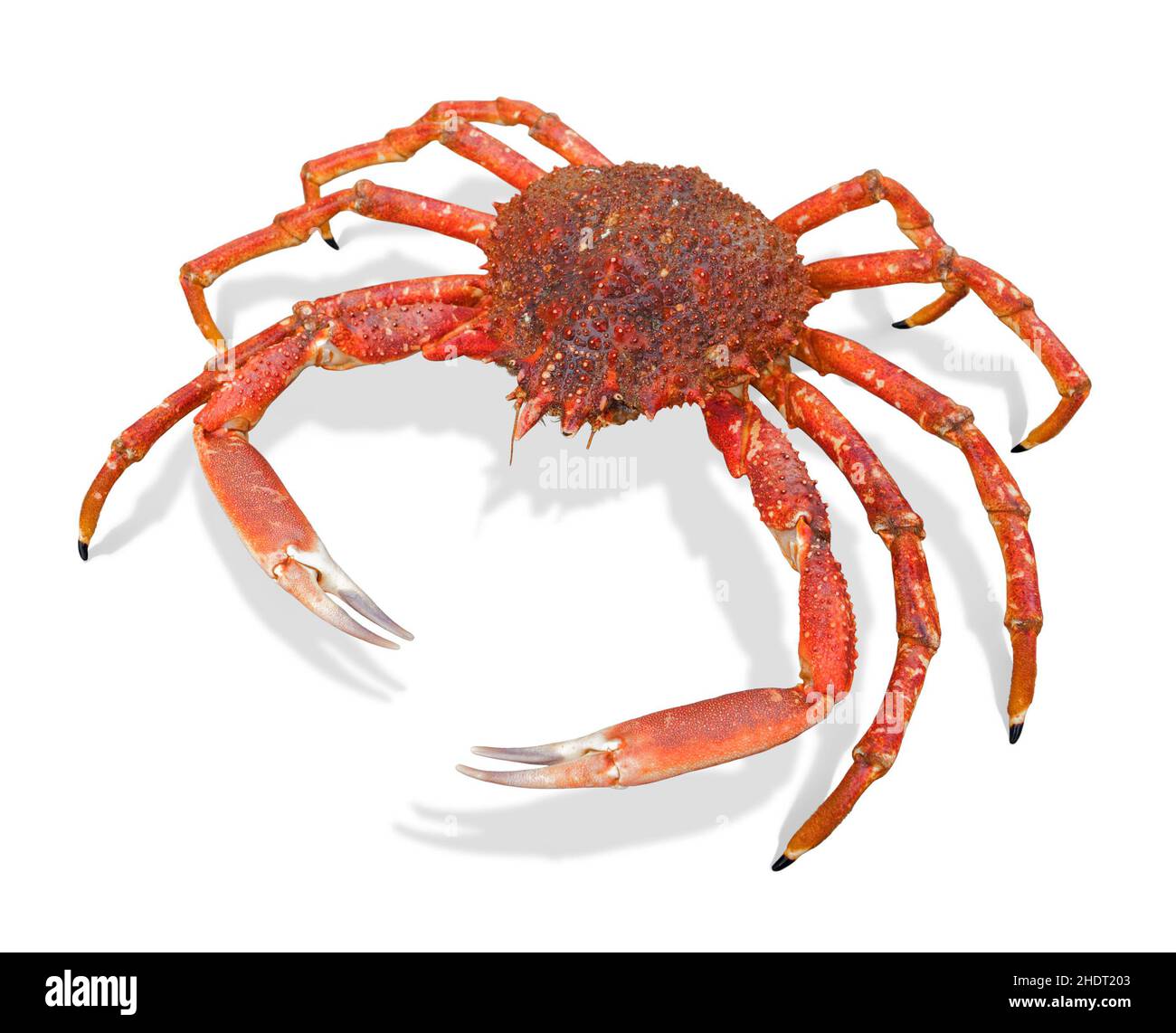 crab, european spider crab, crabs, maja squinado, spinous spider crab ...