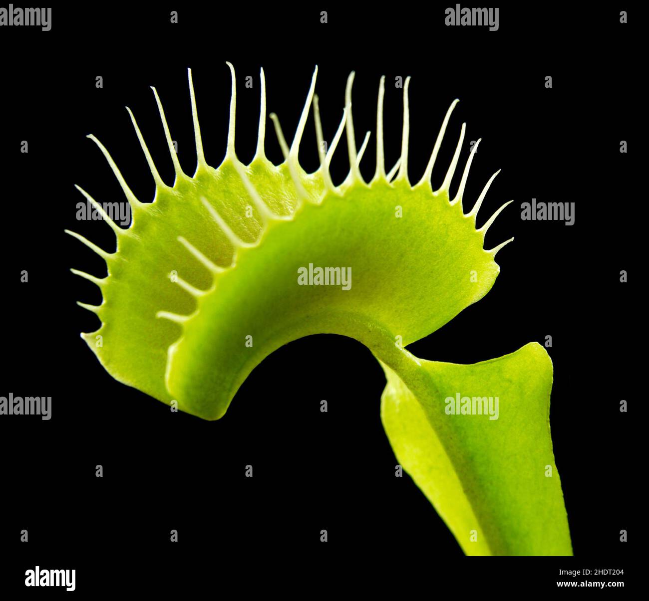 carnivorous plant, venus flytrap, carnivorous plants, venus flytraps ...