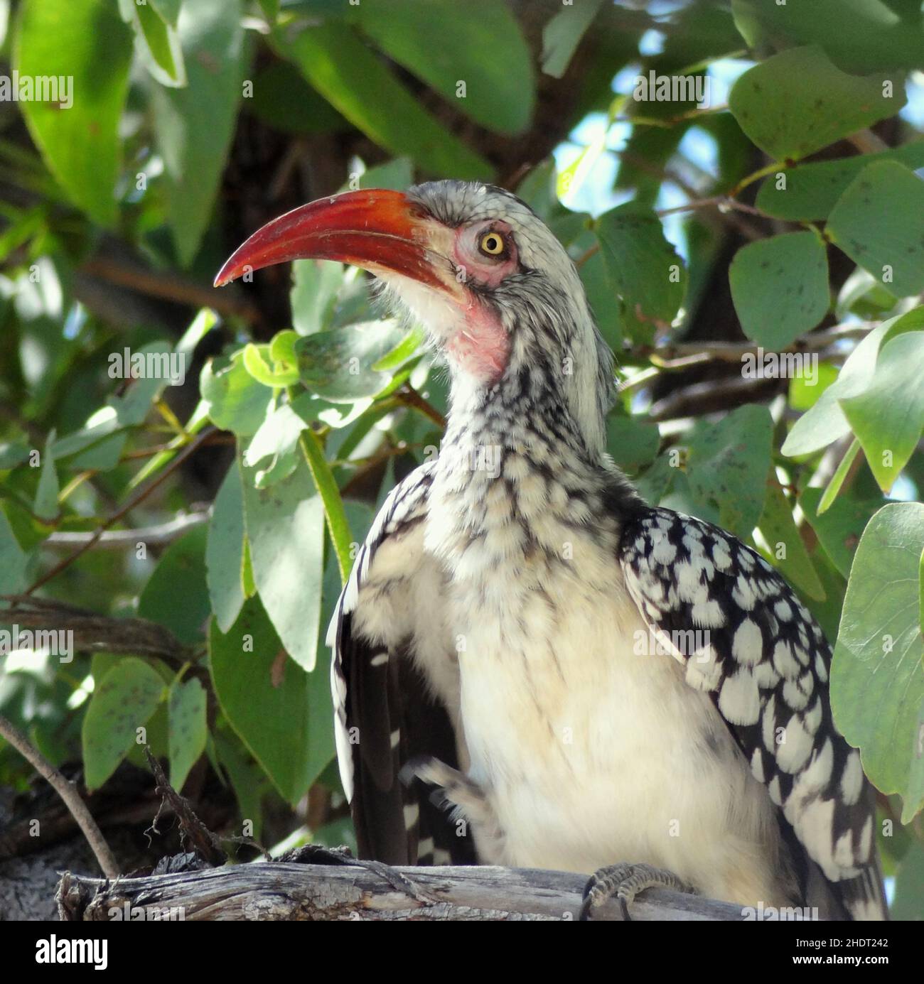 Hornbill colors hi-res stock photography and images - Alamy