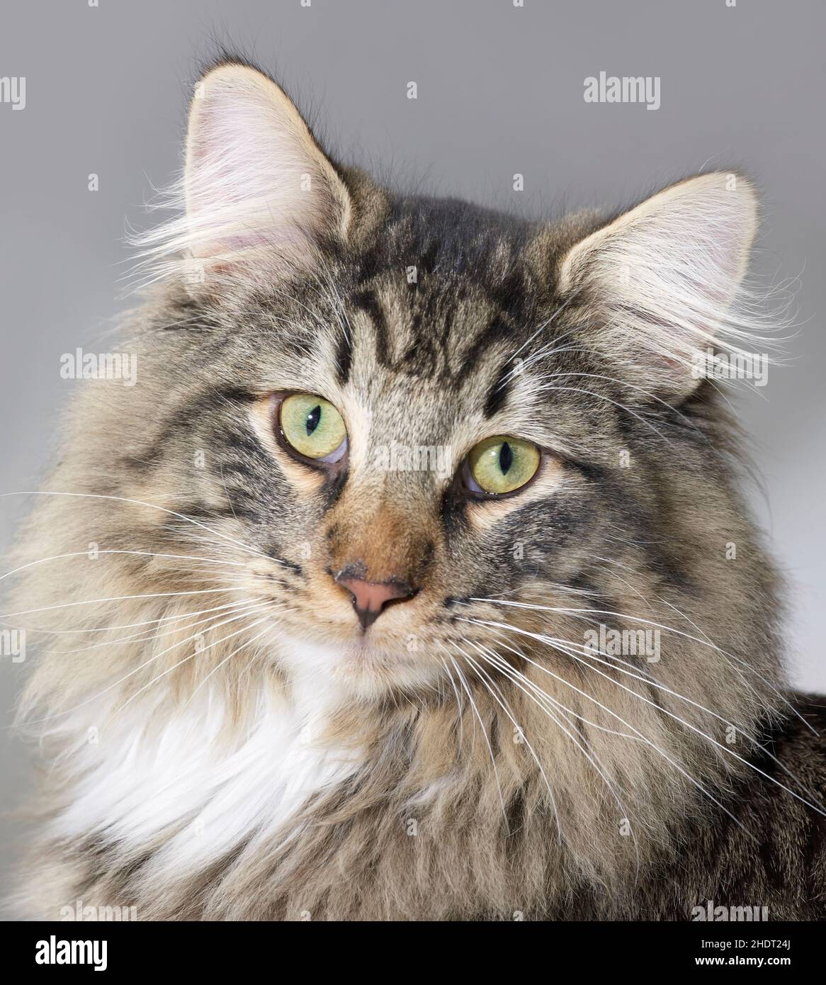 norwegian forest cat, norwegian forest cats Stock Photo - Alamy