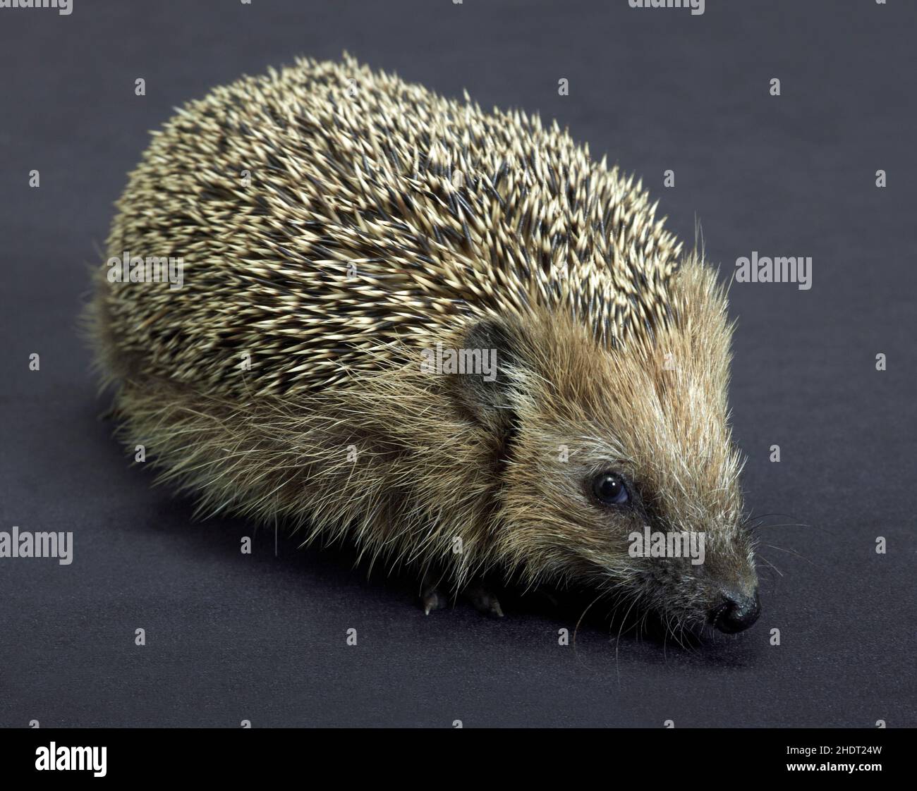 The black hedgehog hi-res stock photography and images - Alamy