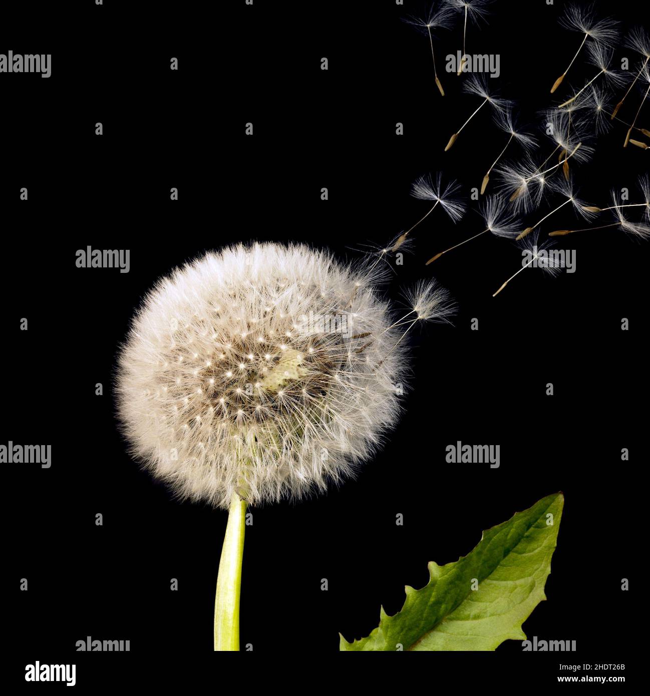 dandelion, seed, dandelions, löwenzahn font, crob, seeds, sowing Stock ...