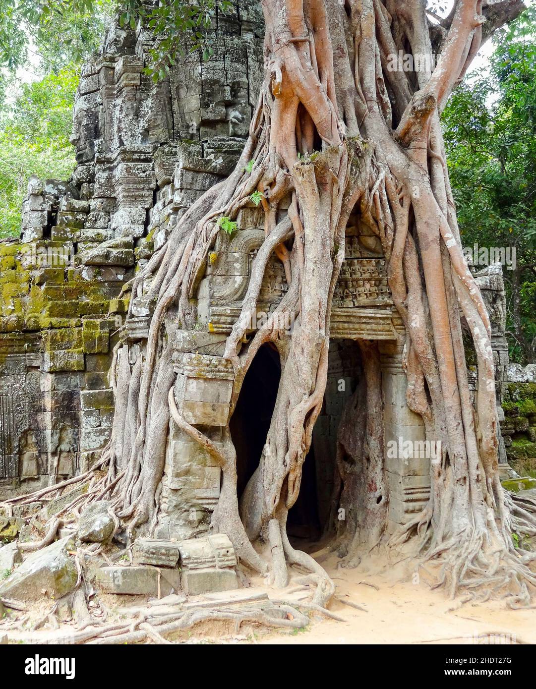 cambodia, fig tree, ta prohm, cambodias, fig trees, ta prohms Stock ...