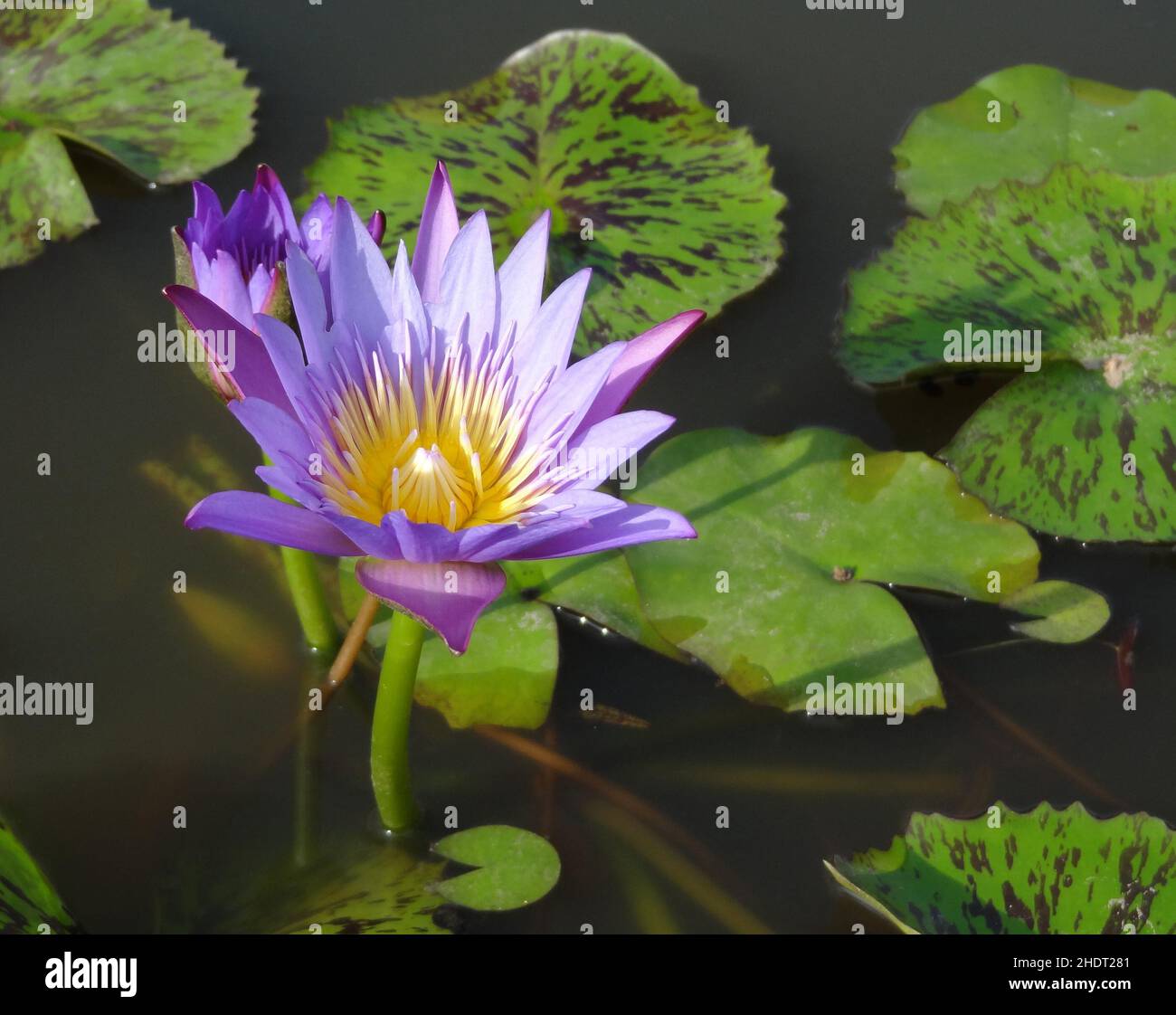 water lily, water lilies, waterlilie, waterlilies Stock Photo - Alamy