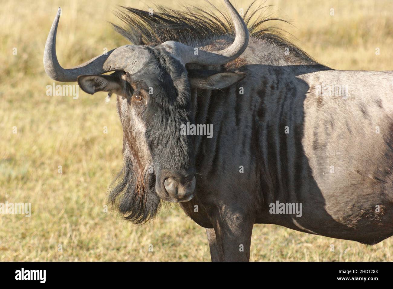 antelope, wildebeest, antelopes, gnu, wildebeests Stock Photo - Alamy