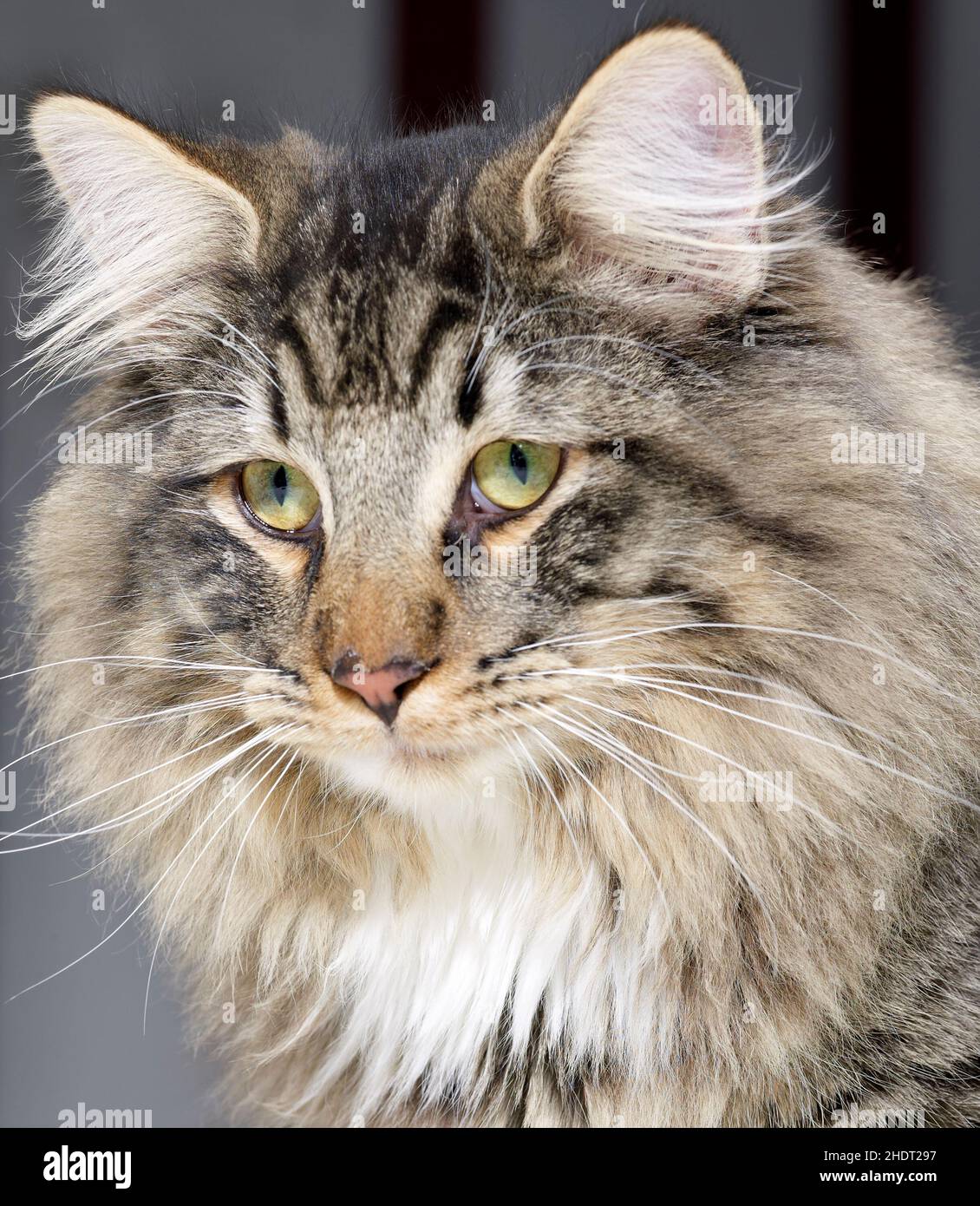 norwegian forest cat, norwegian forest cats Stock Photo - Alamy