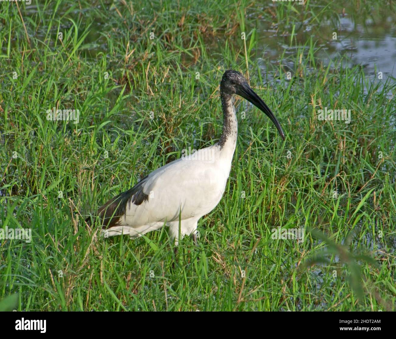 Holy ibis hi-res stock photography and images - Alamy