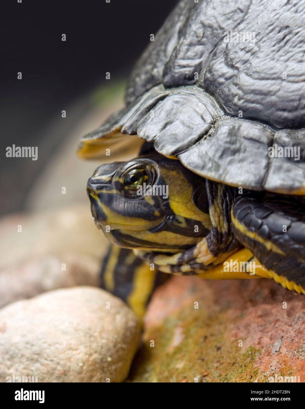 pond turtle, pond turtles Stock Photo - Alamy