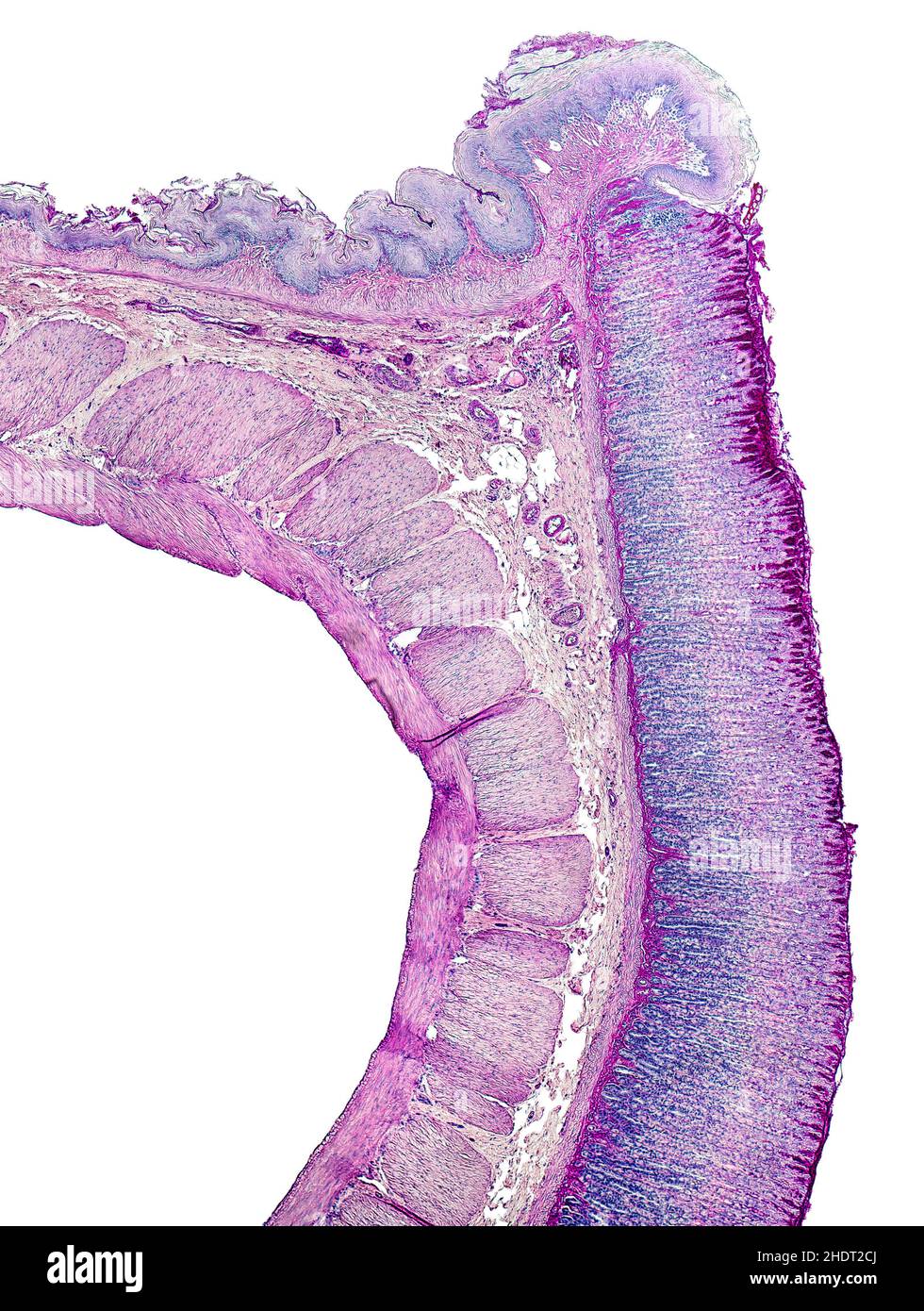 rat, microscopy, digestive, rats, microscopies, digestives Stock Photo ...