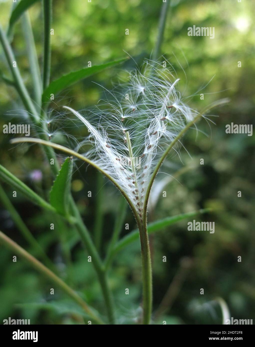 seed, pod, fireweed, crob, seeds, sowing, pods, fireweeds Stock Photo ...