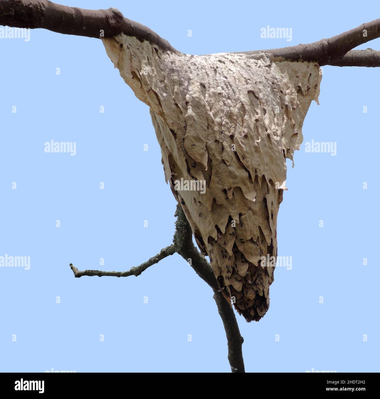 wasps nest, wasps nests Stock Photo - Alamy